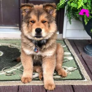 Chow Chow German Shepherd Mix: All About this Crossbreed