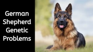 German Shepherd Genetic Problems: What You Need to Know