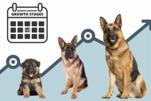 German Shepherd Growth Stages